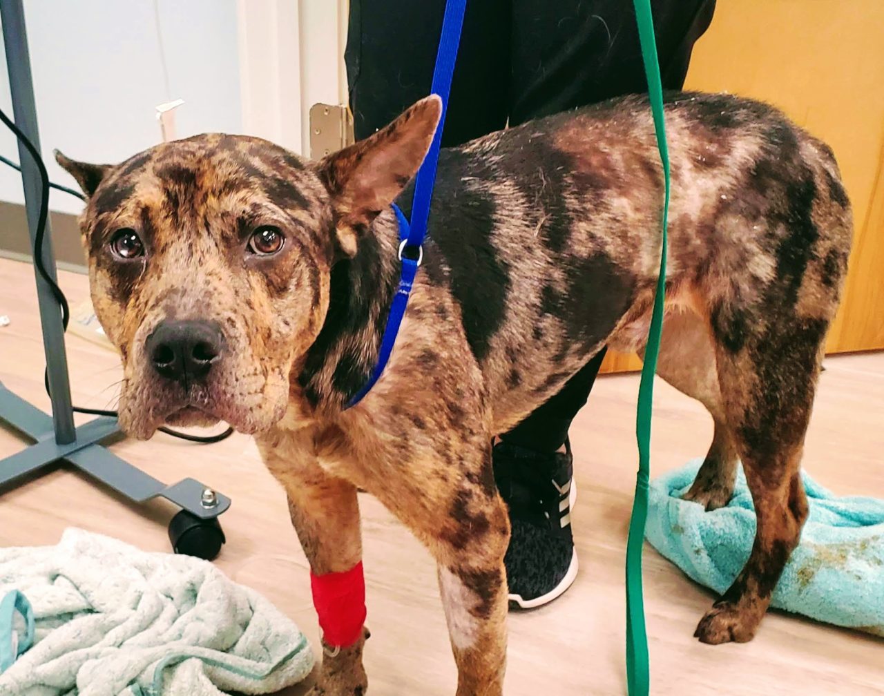 Harmony Pet Clinic - Excellent Medicine, Exceptional Service