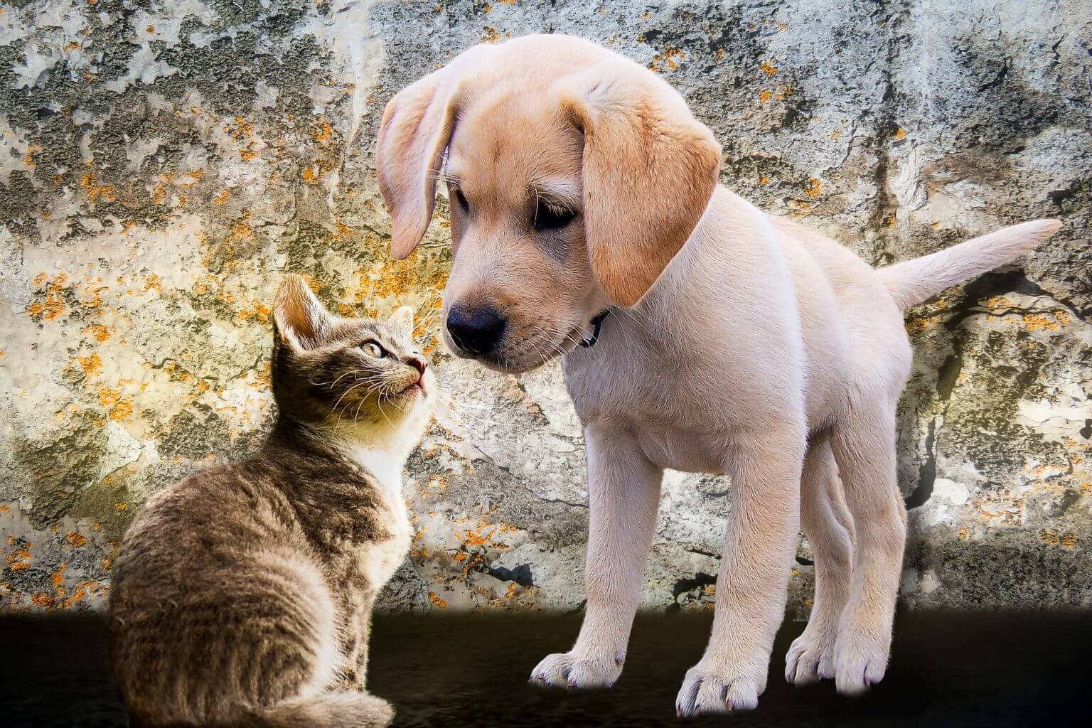 Pet Care Guide – Harmony Pet Clinic